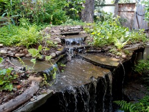 Our Program - Backyard Habitats