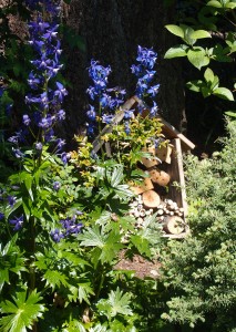 Our Program - Backyard Habitats