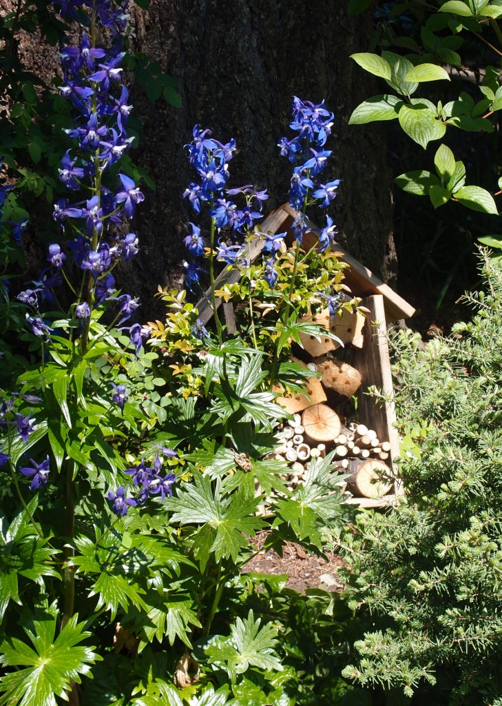 Our Program - Backyard Habitats