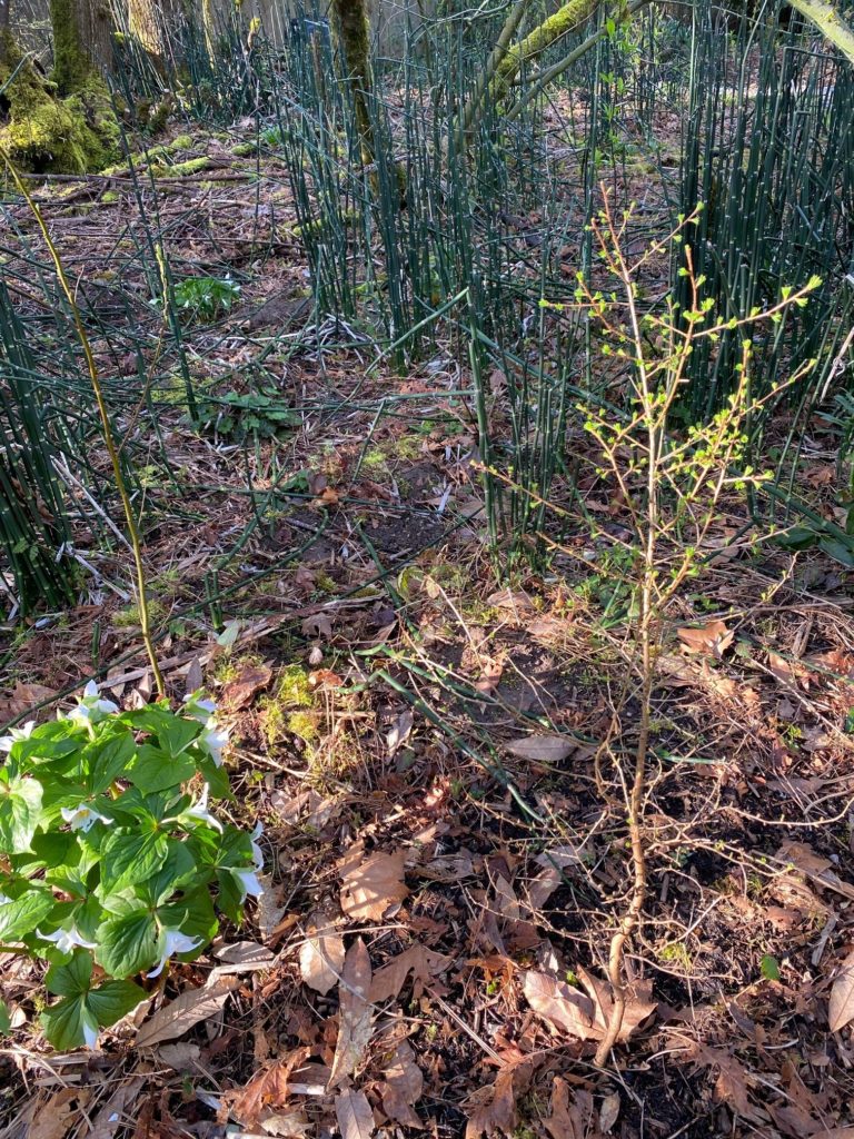 Open Gardens Project - Featuring Mr. Bizzy Bee's Habitat - Backyard ...