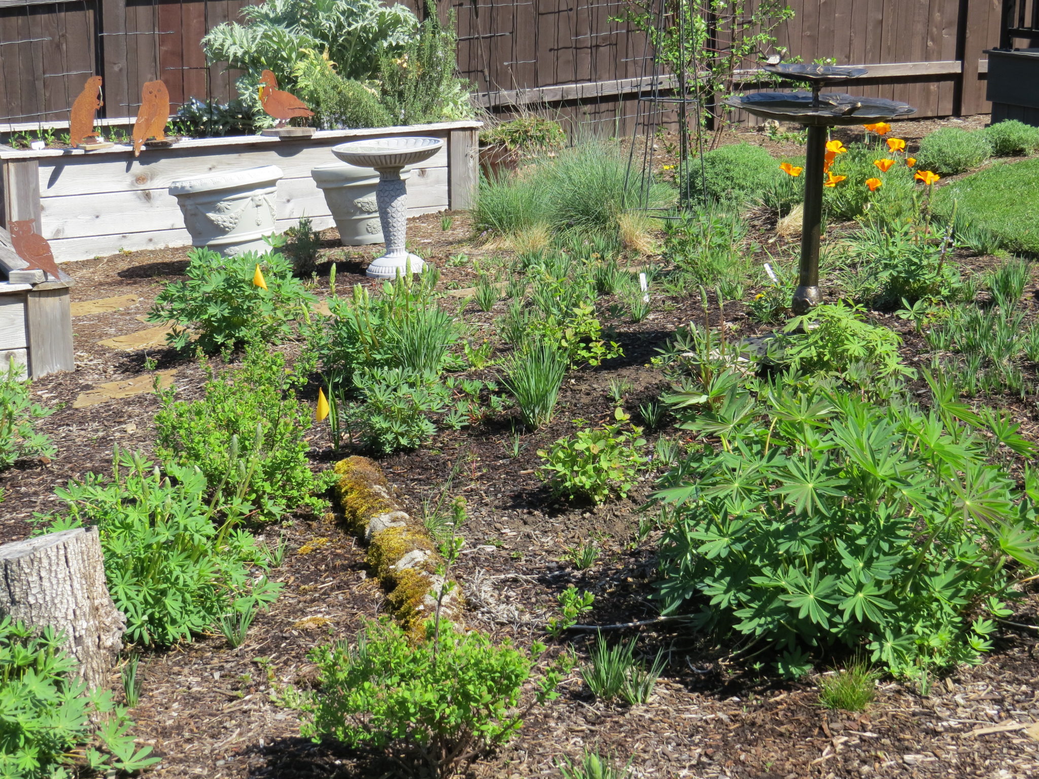 Open Gardens Project - Featuring Ginnie's Habitat - Backyard Habitats