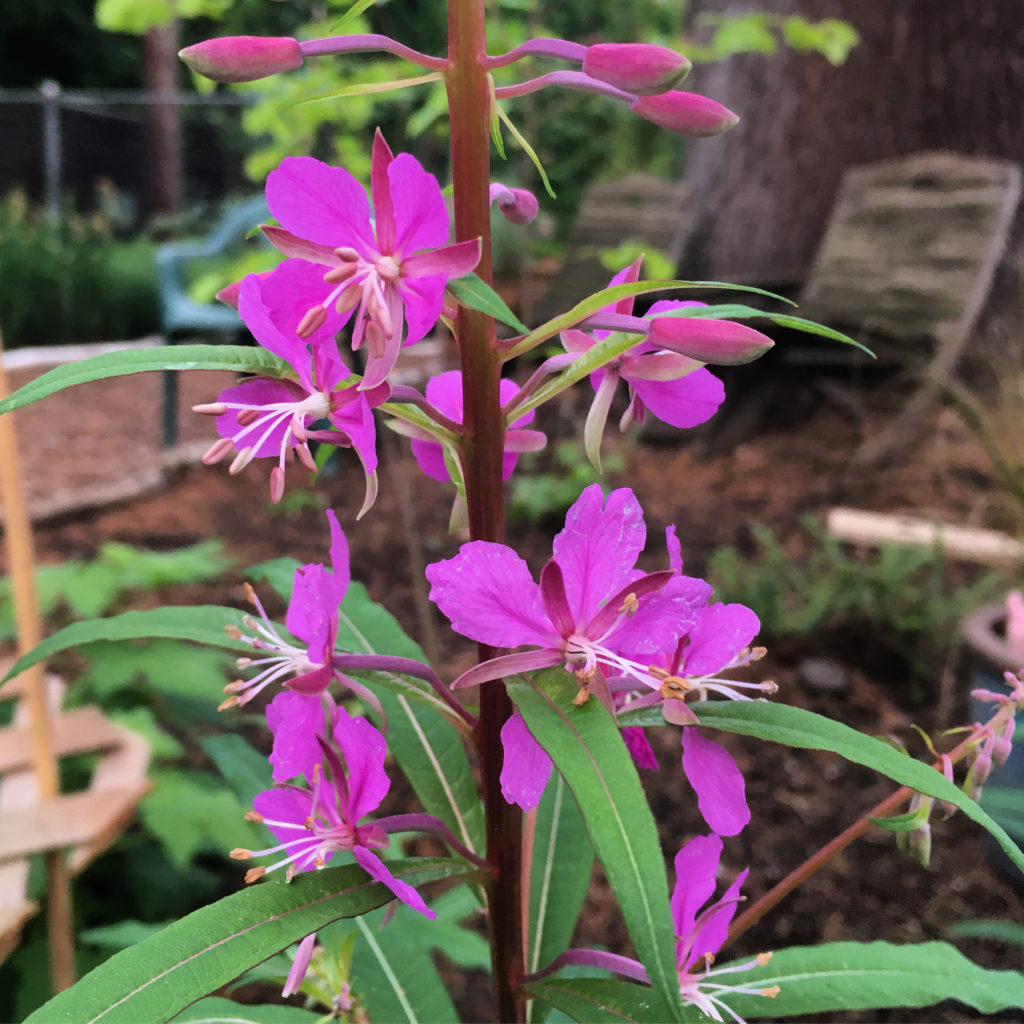 Open Gardens Project - Featuring Karli's Habitat - Backyard Habitats