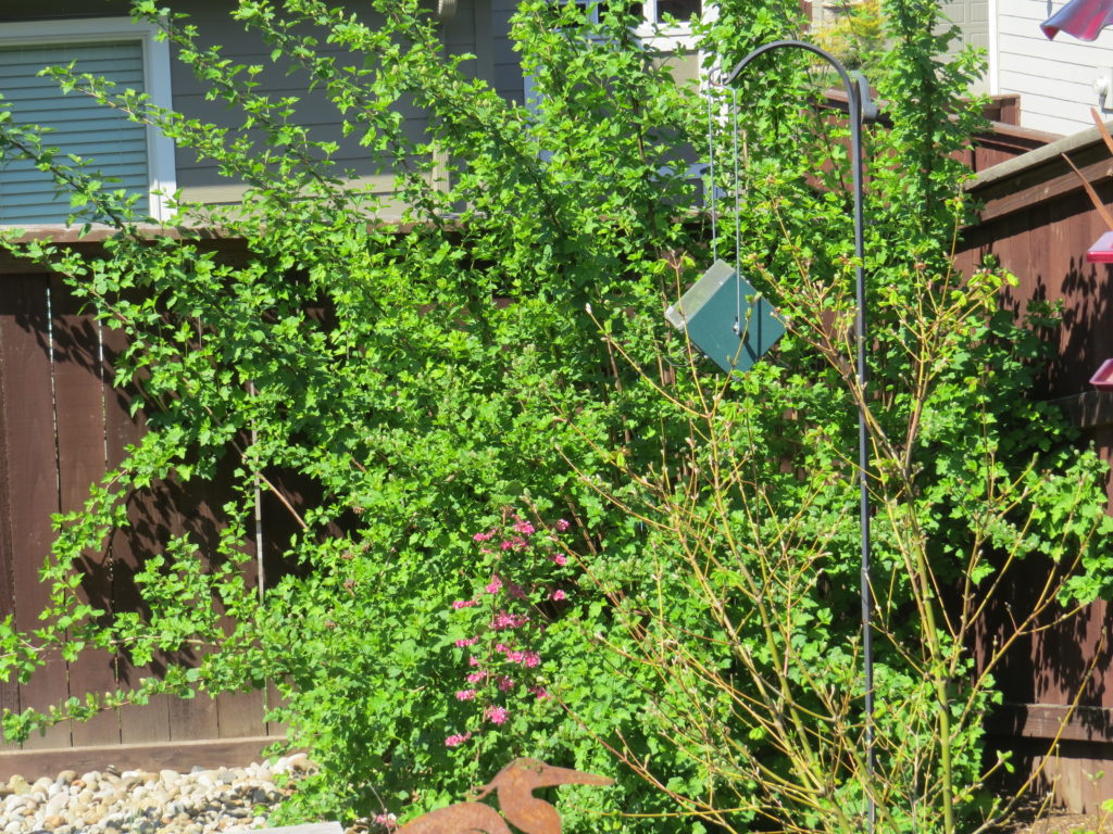 Open Gardens Project - Featuring Ginnie's Habitat - Backyard Habitats