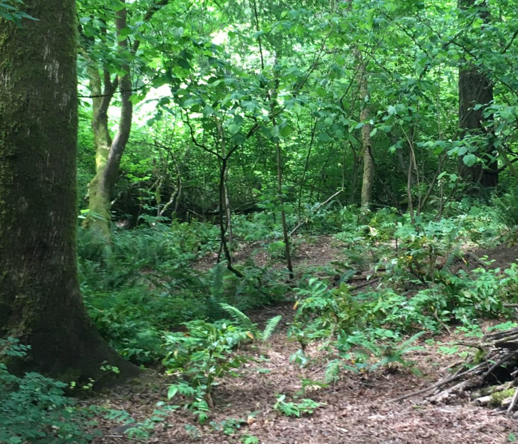 Open Gardens Project - Featuring Debbie's Habitat - Backyard Habitats