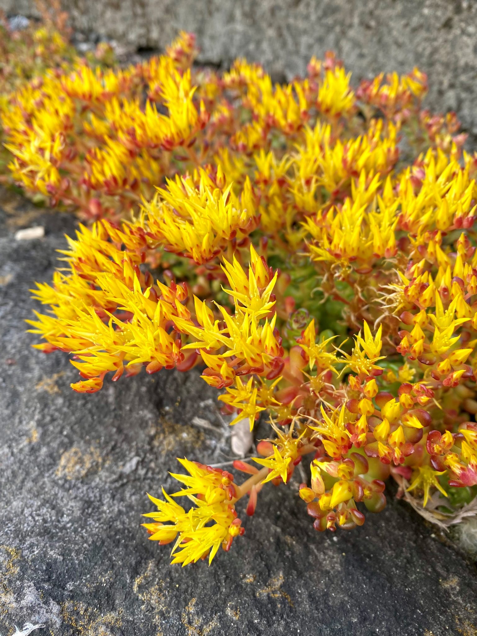 Native Plant Highlight - Oregon Stonecrop (Sedum oreganum) - Backyard ...