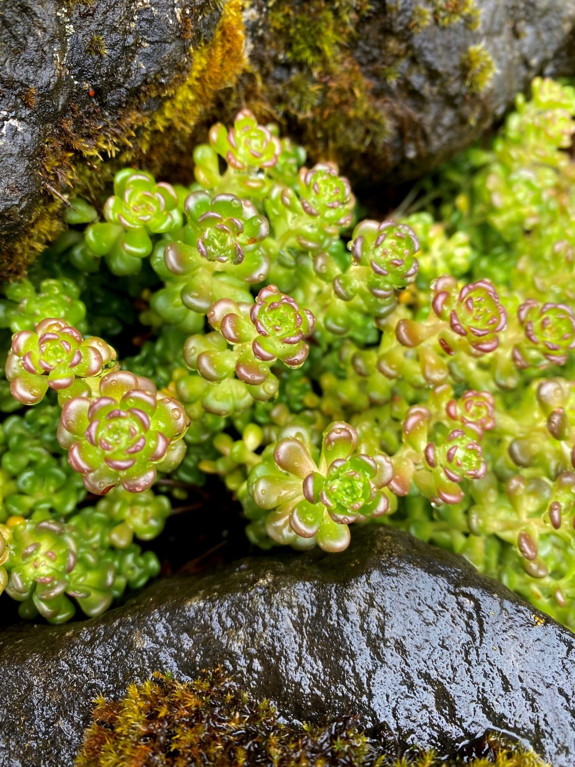 Native Plant Highlight - Oregon Stonecrop (Sedum oreganum) - Backyard ...