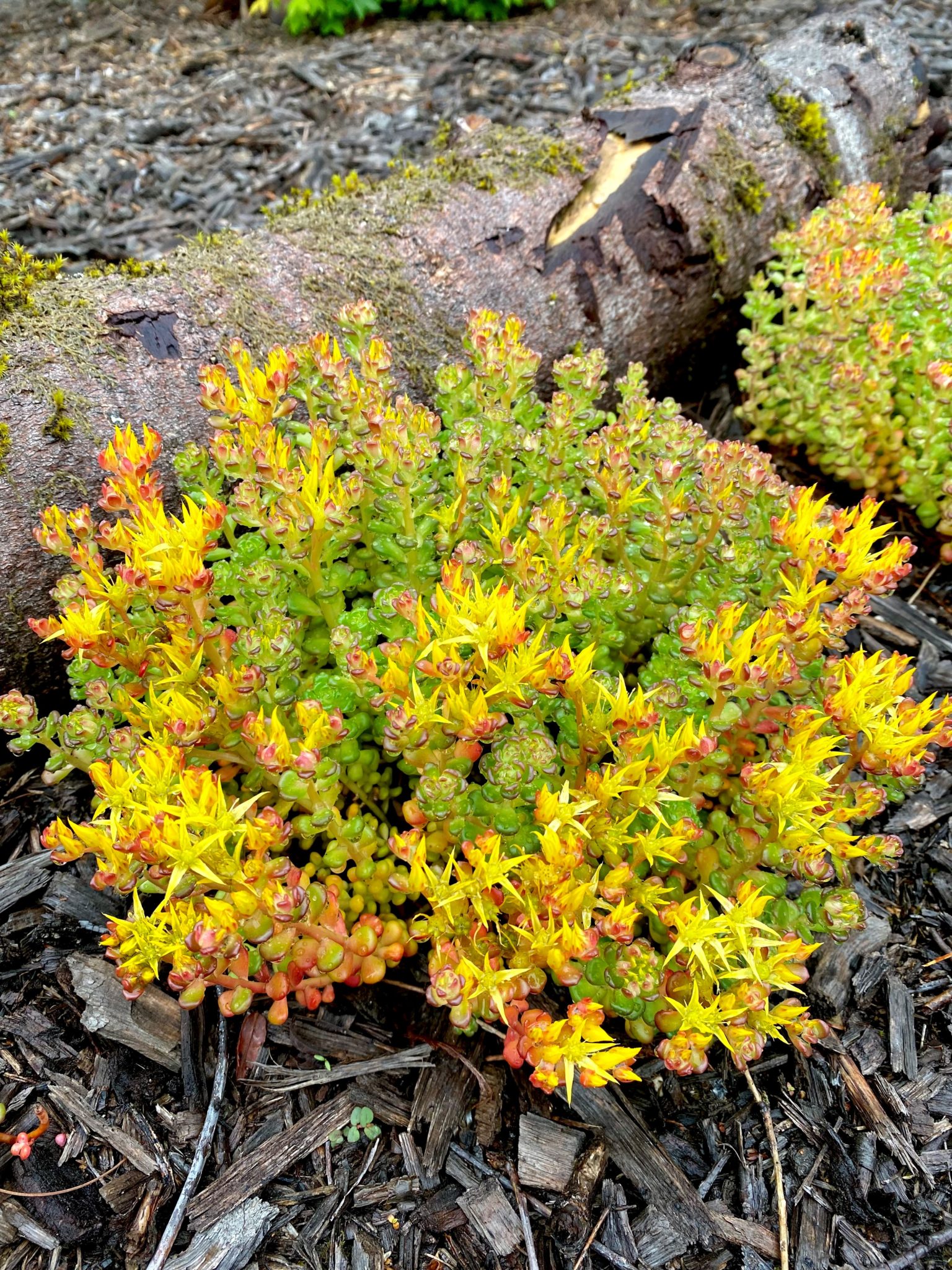 Native Plant Highlight - Oregon Stonecrop (Sedum oreganum) - Backyard ...