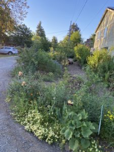 Open Gardens Project - Featuring Wayne & Patricia's Habitat - Backyard ...