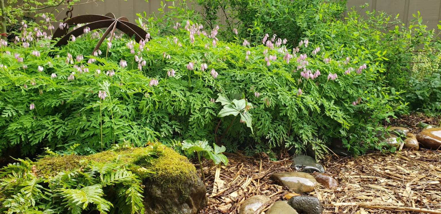 Backyard Habitat Certification Program - Backyard Habitats