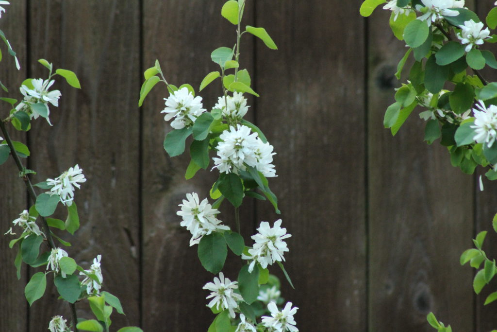 Open Gardens Project - Featuring Paula's Habitat - Backyard Habitats