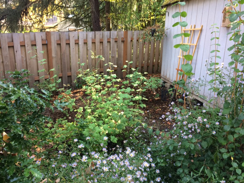 Open Gardens Project - Featuring Donna's Habitat - Backyard Habitats