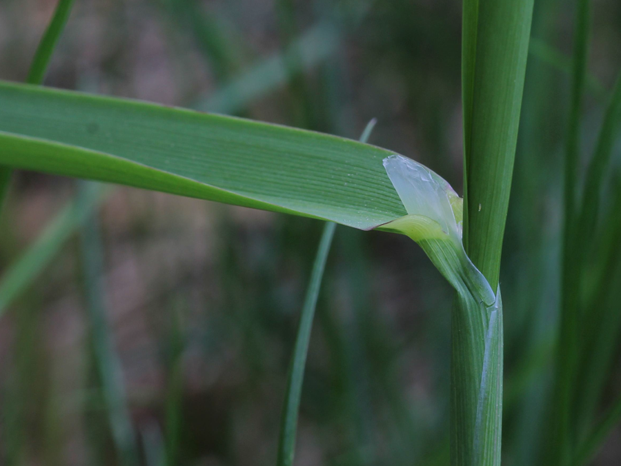 Invasive Weeds Archives - Page 2 of 3 - Backyard Habitats