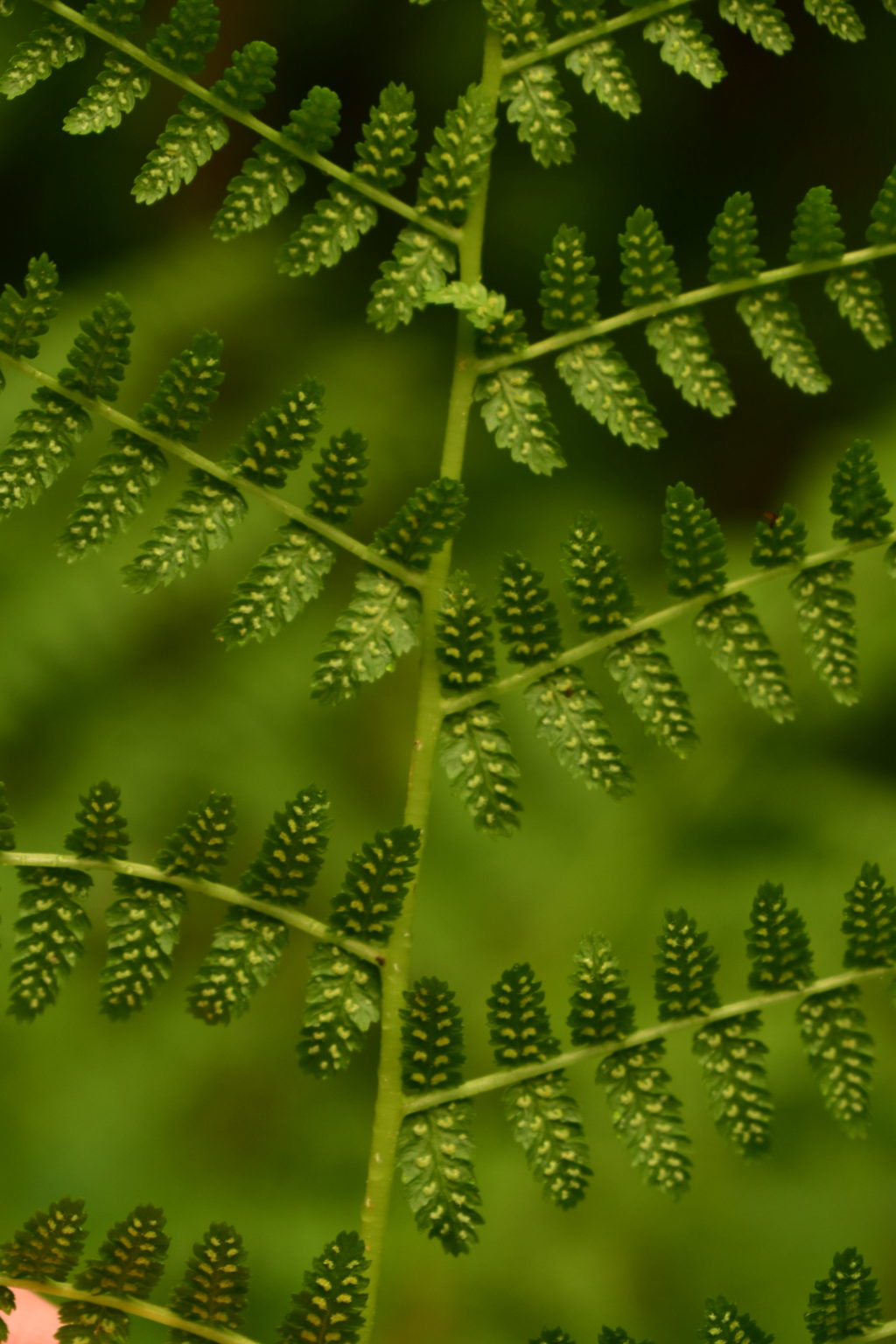 Native Plant Highlight: Lady Fern - Backyard Habitats