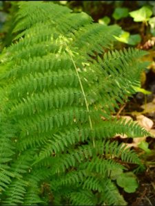 Native Plant Highlight: Lady Fern - Backyard Habitats