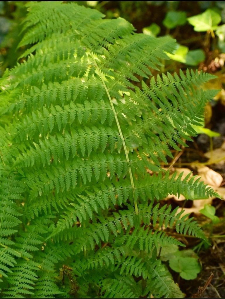 Native Plant Highlight: Lady Fern - Backyard Habitats