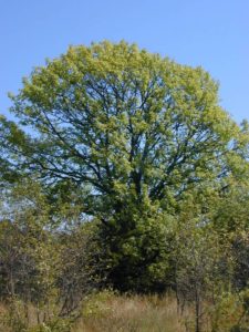 Native Plant Highlight: Oregon Ash - Backyard Habitats