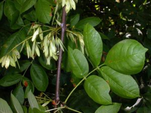 Native Plant Highlight: Oregon Ash - Backyard Habitats