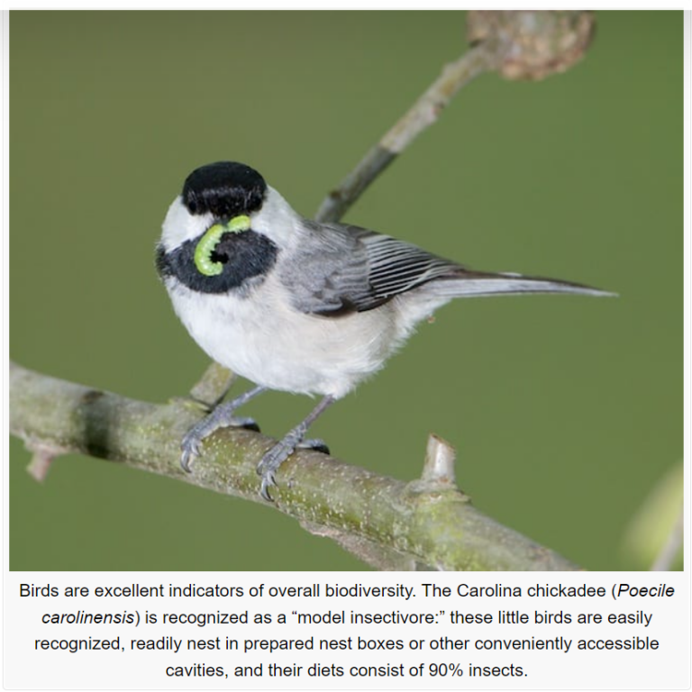 The Chickadee’s Guide to Gardening - Backyard Habitats